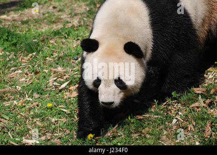 Really cute giant panda bear eating on a green bamboo shoot Stock Photo ...