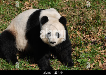 Really cute giant panda bear eating on a green bamboo shoot Stock Photo ...