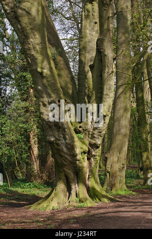 Large old multi-stemmed tree with rot holes and fungal decay in a ...