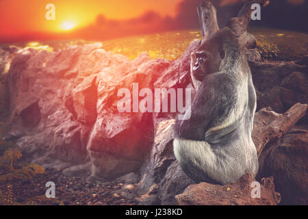 Silverback Gorilla sitting on a rock Stock Photo - Alamy