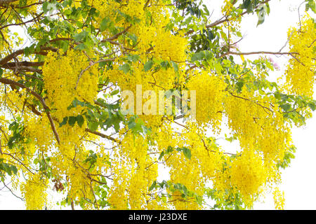 Golden shower / cassia fistula / amaltas, Indian laburnum Stock Photo - Alamy