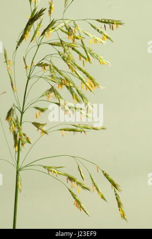 Awnless brome (Bromopsis inermis) over white background Stock Photo - Alamy