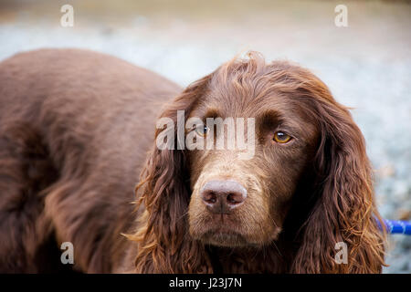 Brown and white long haired cocker spaniel dog portrait.Cute animal,pet ...