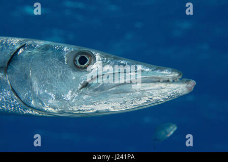 Closeup of Great Barracuda Stock Photo - Alamy