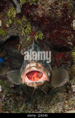 An group of clown fish looking at you in Cebu Philippines Stock Photo ...