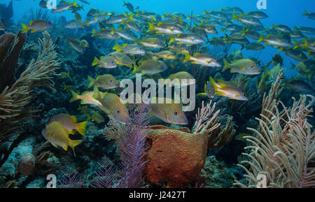 Reef scene with plethora of snappers and grunts Stock Photo - Alamy