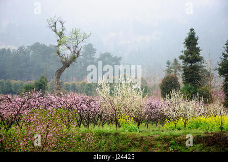Beautiful peach flower fields scenery in the mist Stock Photo - Alamy