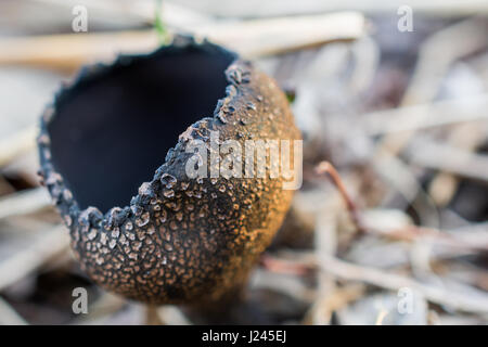 devil's urn (Urnula craterium) Fungi Stock Photo - Alamy