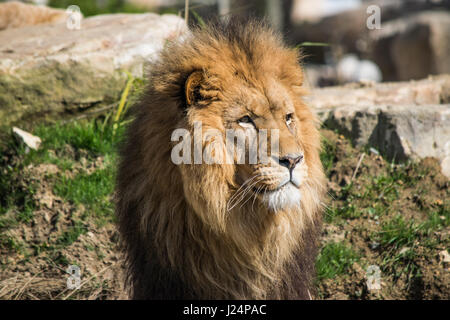 Lion in France zoo Stock Photo - Alamy