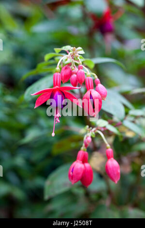 beautiful pink and purple fuschia growing close up; Essex; UK Stock ...