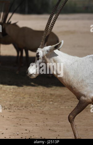 Arabian oryx (oryx leucoryx) at Al Areen Wildlife Park, Kingdom of ...