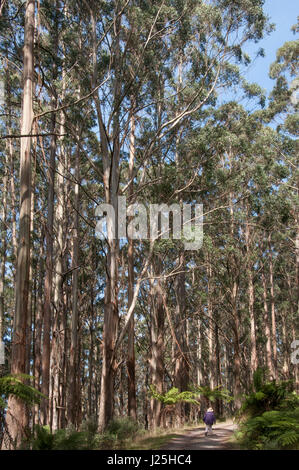 Mountain ash forest at Mt St Leonard, Yarra Ranges National Park ...