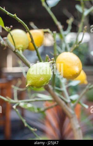Small lemon tree in a garden center with yellow fruits Stock Photo - Alamy