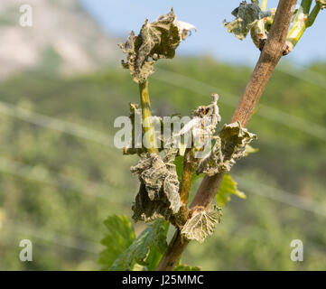 Vineyard hit by the cold. Natural disaster - dried grape leaves due to ...
