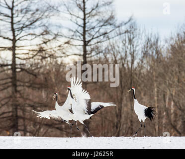 Group of Japanese cranes in flight. Japan. Hokkaido. Tsurui Stock Photo ...