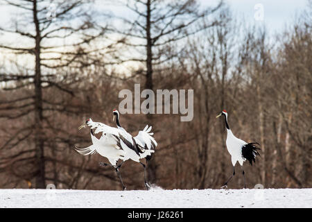 Group of Japanese cranes in flight. Japan. Hokkaido. Tsurui Stock Photo ...