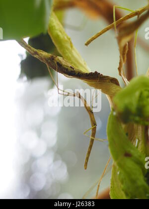 Indian stick insect in the insectarium Stock Photo - Alamy