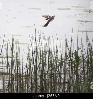 gray wagtail in flight above the river Stock Photo - Alamy