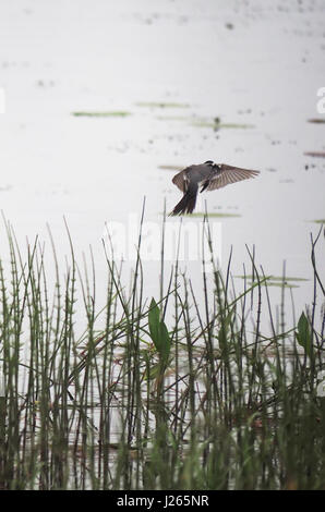 gray wagtail in flight above the river Stock Photo - Alamy