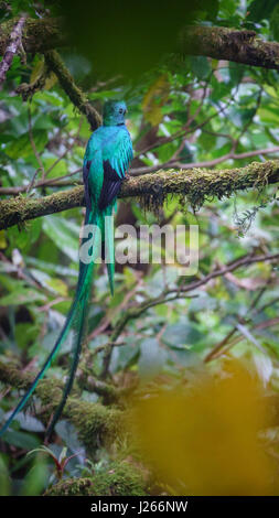 Quetzal in dark tropic forest, Pharomachrus mocinno, from nature Costa ...