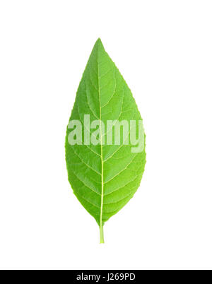 Adhatoda vasica or medicinal Basak leaf isolated on white Stock Photo ...