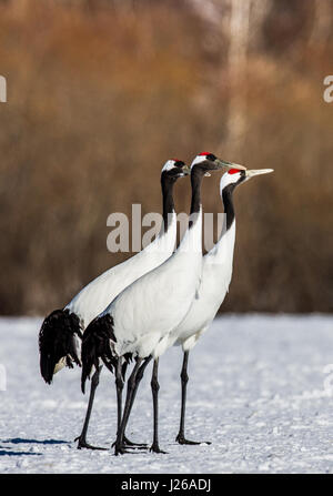 A group of Japanese cranes stand in the snow. Japan. Hokkaido. Tsurui ...