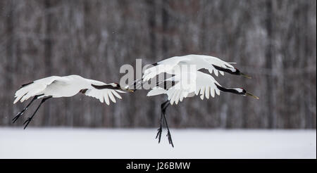 A group of Japanese cranes in flight. Japan. Hokkaido. Tsurui. Great ...