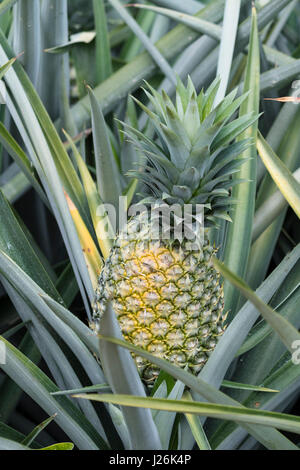 Pineapple (pineapple comosus), pineapple field, near Pital, Costa Rica ...