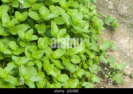Mentha, mint plant, Siluo Township, Yunlin County, Taiwan Stock Photo ...