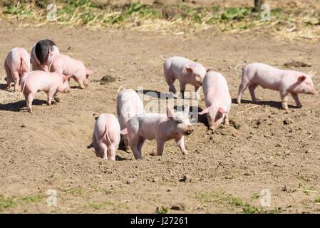 Piglets running around outdoors having fun in the sunshine. Pig mother ...