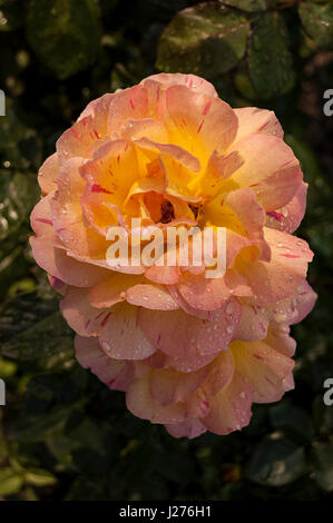 Double Delight Hybrid Tea Rose Stock Photo - Alamy