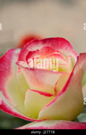 Double Delight Hybrid Tea Rose Stock Photo - Alamy