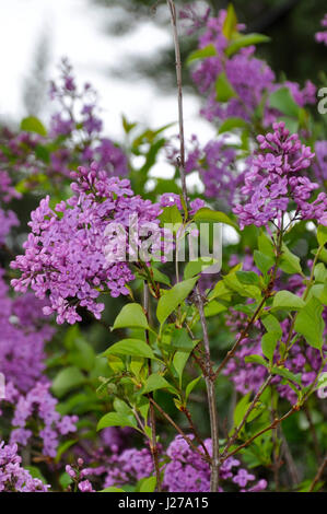 Vibrant purple lilac blooming in the spring garden in may. Springtime ...