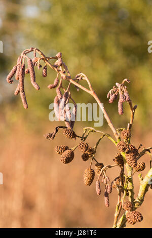Alder (Alnus glutinosa) catkins and cones silhouetted against sunset ...