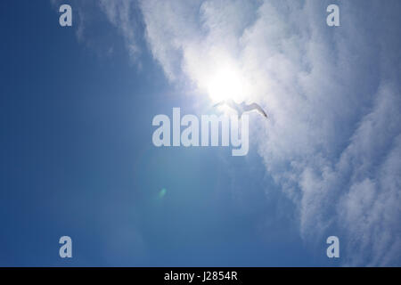Low angle view of bird flying against building Stock Photo - Alamy
