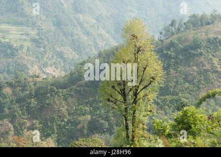 Nepal, Western Region, Shikha, On the Annapurna Circuit - Day 12 - From ...