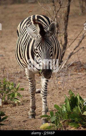 Wild zebra family eating dry grass in the zoo. breeding zebras on farms ...