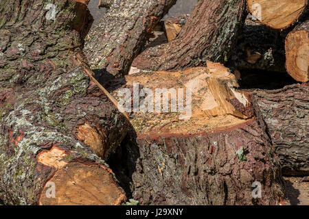 Radiata Pine Logs Monterey Pine (Pinus insignis), Dunedin Port New ...