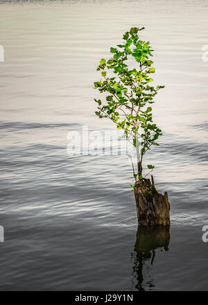 Old tree log submerged in the water of river Mierzawa with grass ...