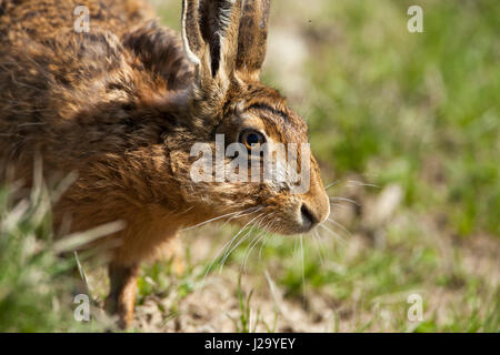 Brown Hare adult head and shoulders shot Powys, Wales, UK Stock Photo ...