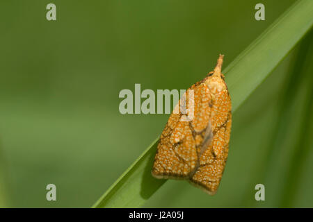 Reticulated Fruitworm Moth (Cenopis reticulatana Stock Photo - Alamy