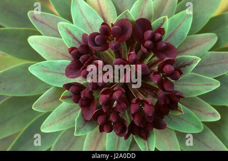 Purple spurge (Euphorbia atropurpurea Stock Photo - Alamy