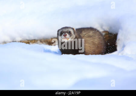 European polecat (Mustela putorius) in barn eating egg in chicken run ...