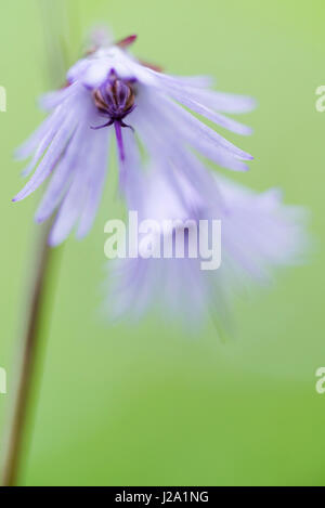 Germany, Bavaria, Alpine snowbell, close up Stock Photo - Alamy