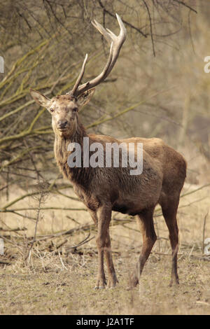 Red deer (Cervus elaphus), Bald deer, Herd, Hoenderloo, Gelderland ...