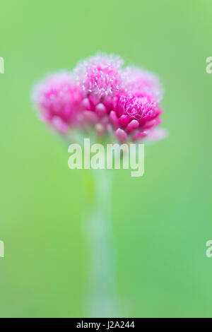 Close up detail of pink everlasting daisy (Rhodanthe chlorocephala ...