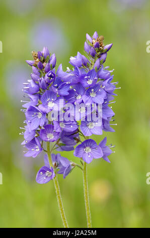 Speedwell (Veronica teucrium), Plantain family (Plantaginaceae ...