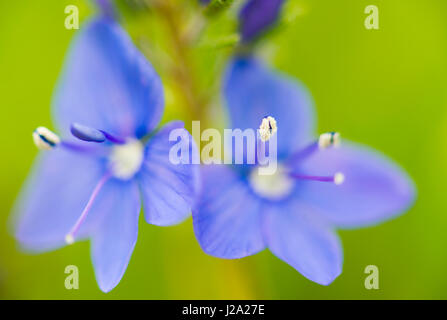 Prostrate Speedwell, Sprawling Speedwell (Veronica prostrata ...
