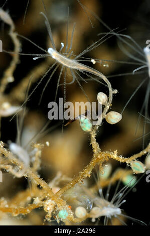 Freshwater polyps underwater on Stock Photo - Alamy