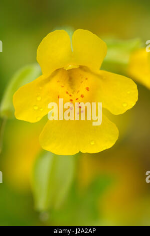 Close up of Seep monkey flower (Mimulus guttatus) blooming on North ...